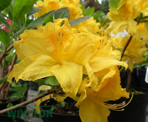 Azalia złota azalie Limetta żółta rhododendron- Ogrodniczy sklep ...